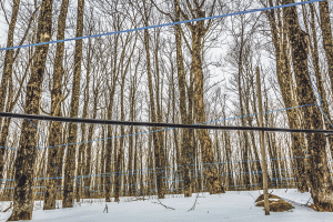 Step by step for syrup - Country Folks Grower