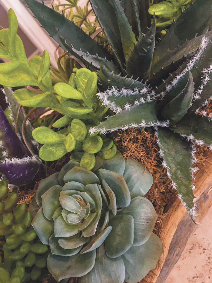 Getting in the still-popular succulent game - Country Folks Grower