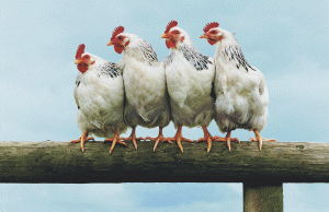 The backyard flock – is it worth it? - Country Folks Grower