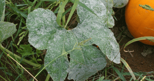 Powdery mildew in the garden - Country Folks Grower