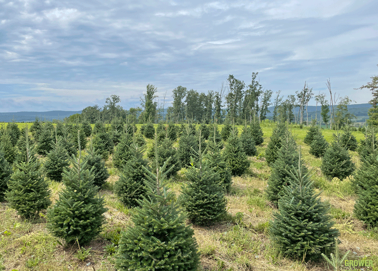 Chasing Christmas tree traits - Country Folks Grower