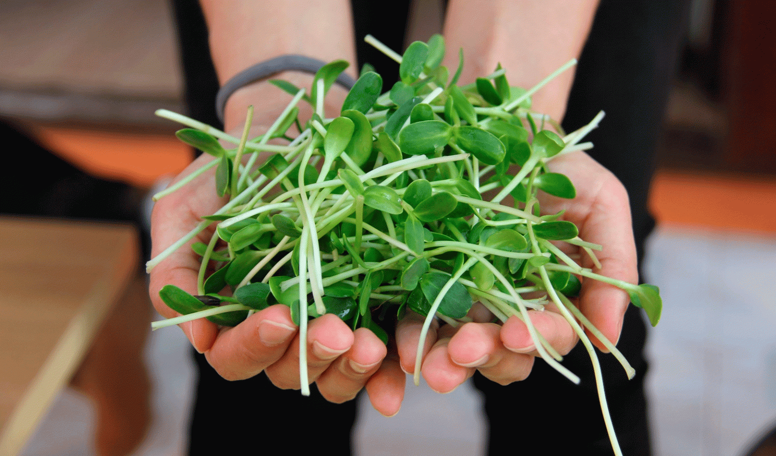 Sprouts: The superfood to grow at home - Country Folks Grower