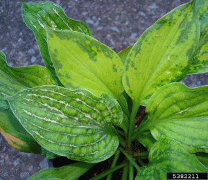 Be on high alert for Hosta Virus X - Country Folks Grower