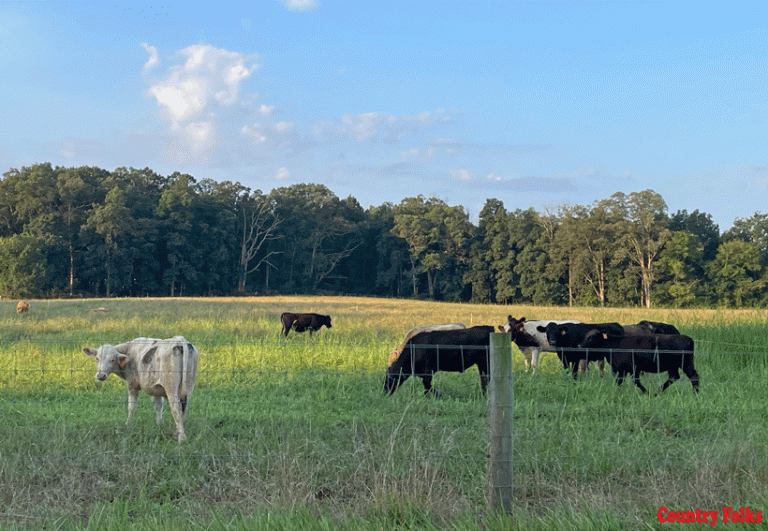 The cattle industry roller coaster - Country Folks Grower