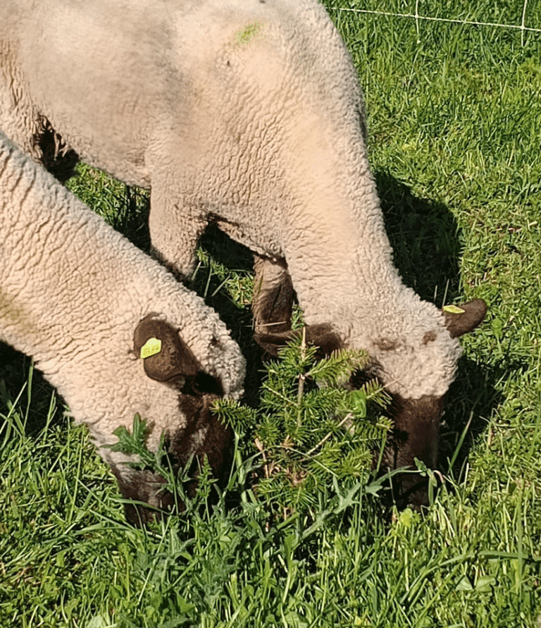 Jumpstart small ruminants with good nutrition - Country Folks Grower