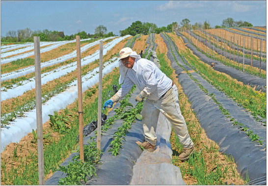 Indiana Berry & Plant Co. - Country Folks Grower