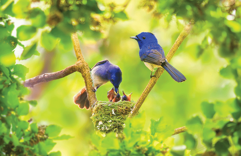Native Plant Gardening: Gardening for Birds sessions offered - Country ...