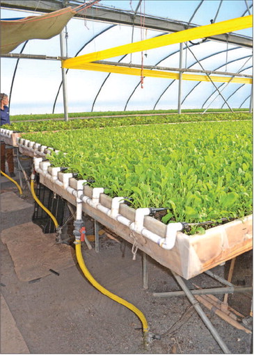 Cows don’t stop pooping - Country Folks Grower