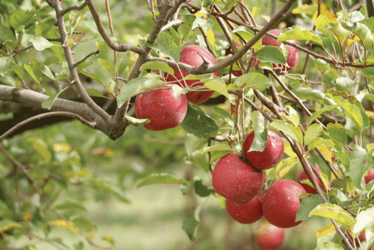 Spring cleaning pointers - Country Folks Grower