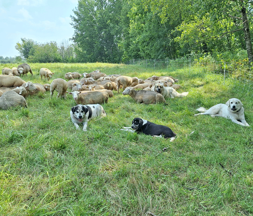 Sheep may safely graze - Country Folks Grower