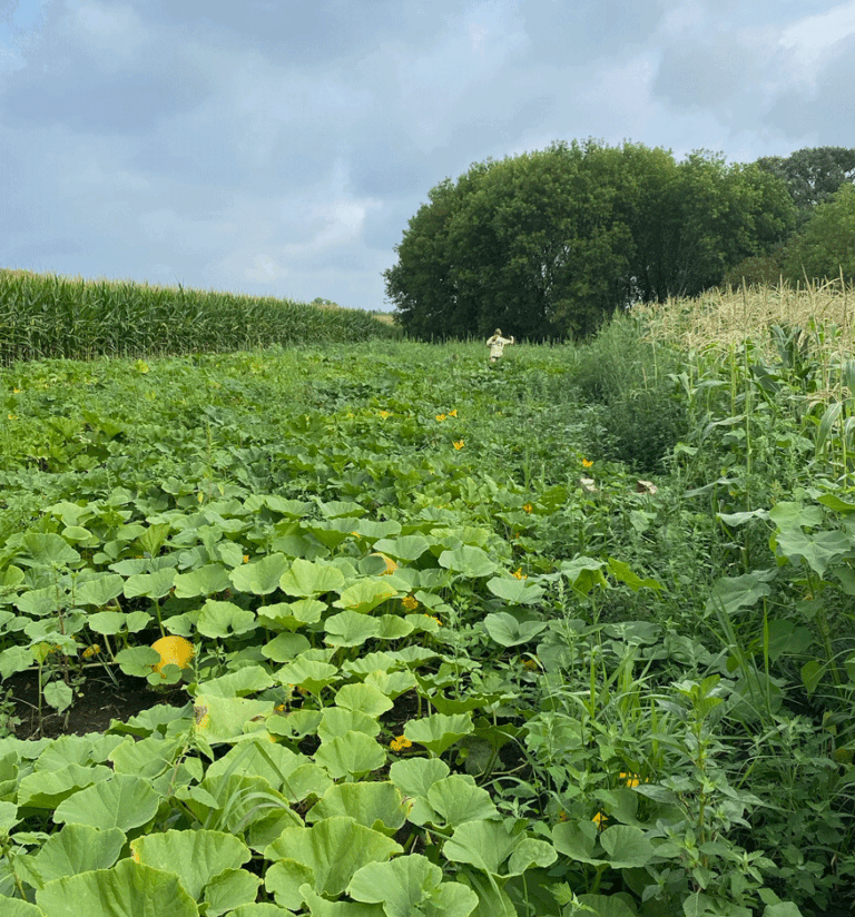 Streamlining the process the Wright way - Country Folks Grower