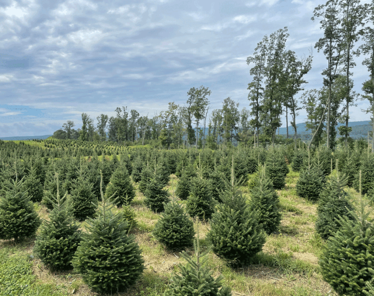 Streamlining the process the Wright way - Country Folks Grower