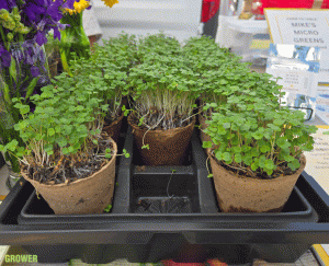 Learn more about nutrient-rich, easy-to-grow microgreens - Country ...